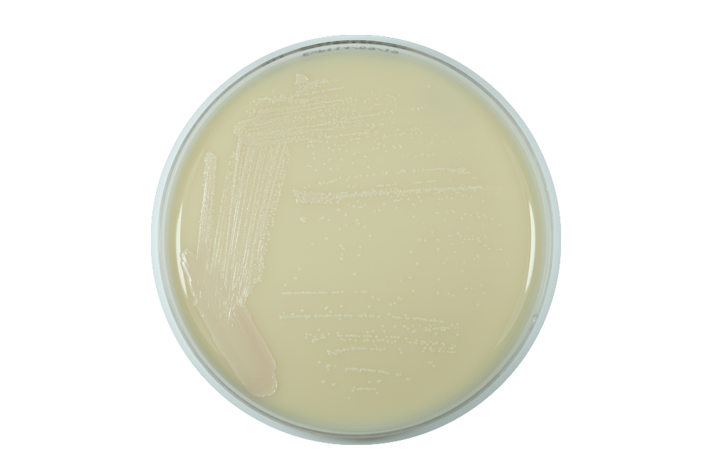 MELAB Chromogenic UTI Agar